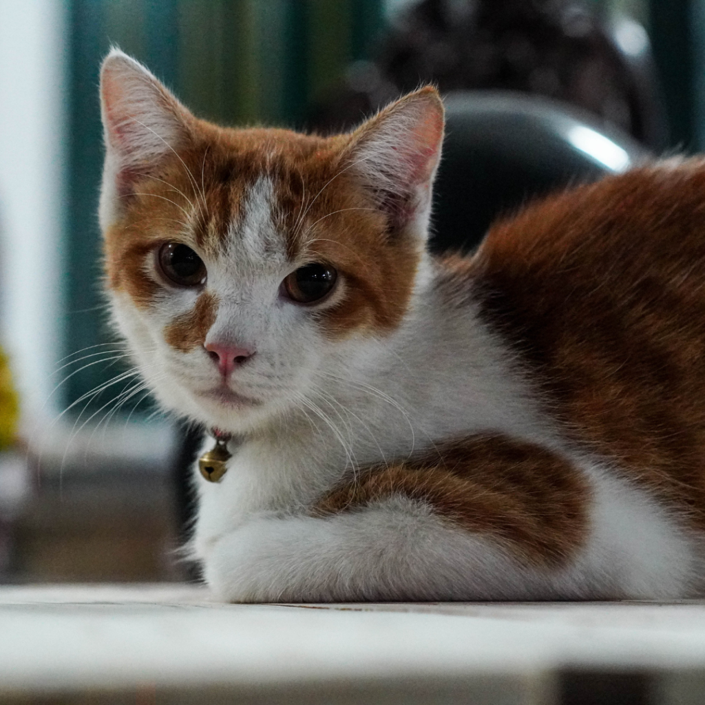 Decoding Feline Expressions: Understanding Cat Body Language - PetoCare
