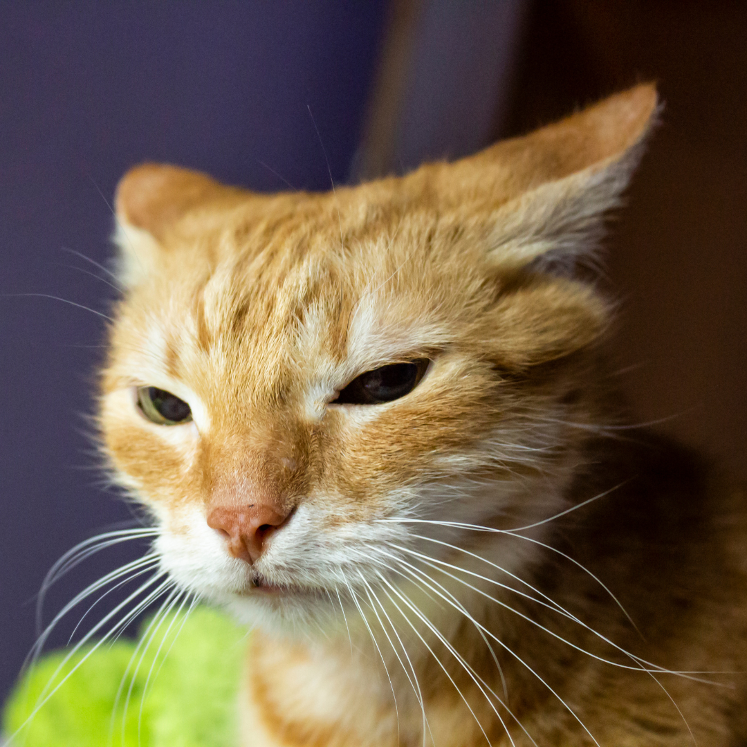 Decoding Feline Expressions: Understanding Cat Body Language - PetoCare