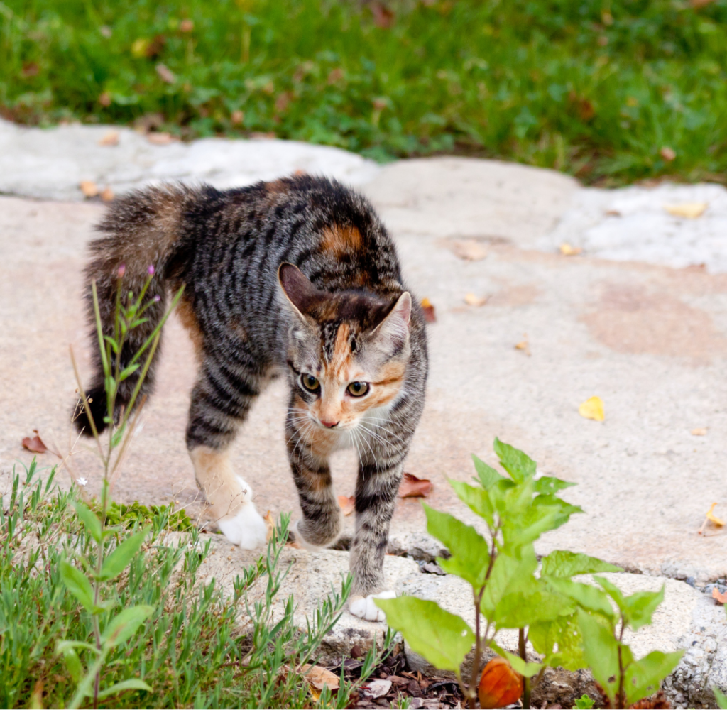 Decoding Feline Expressions: Understanding Cat Body Language - PetoCare
